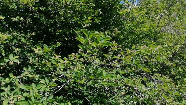 Драки сорок с воронами. Я разгоняю ворон.