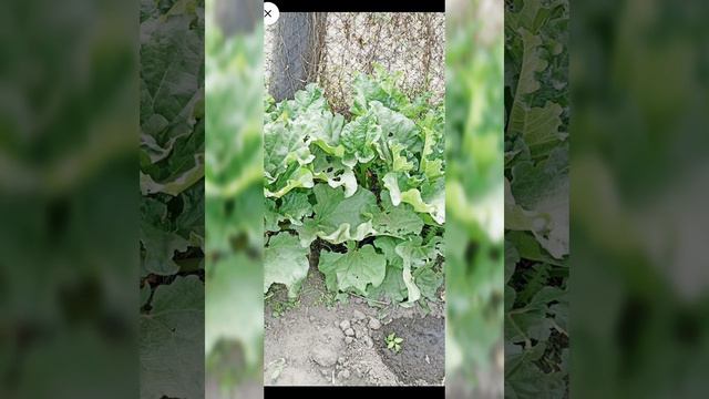 Сибирский ревень.