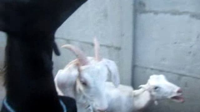 как козы любят яблоки