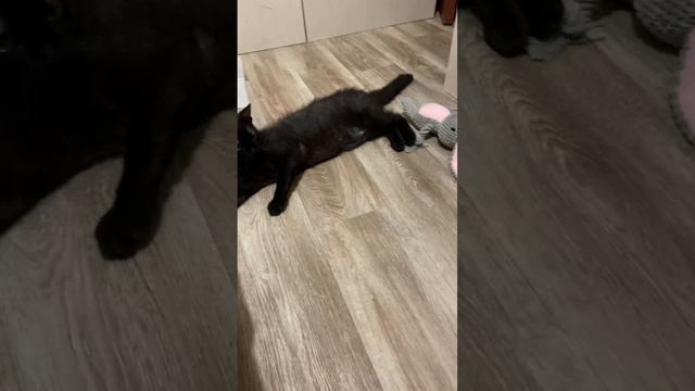 Юкки отдыхает