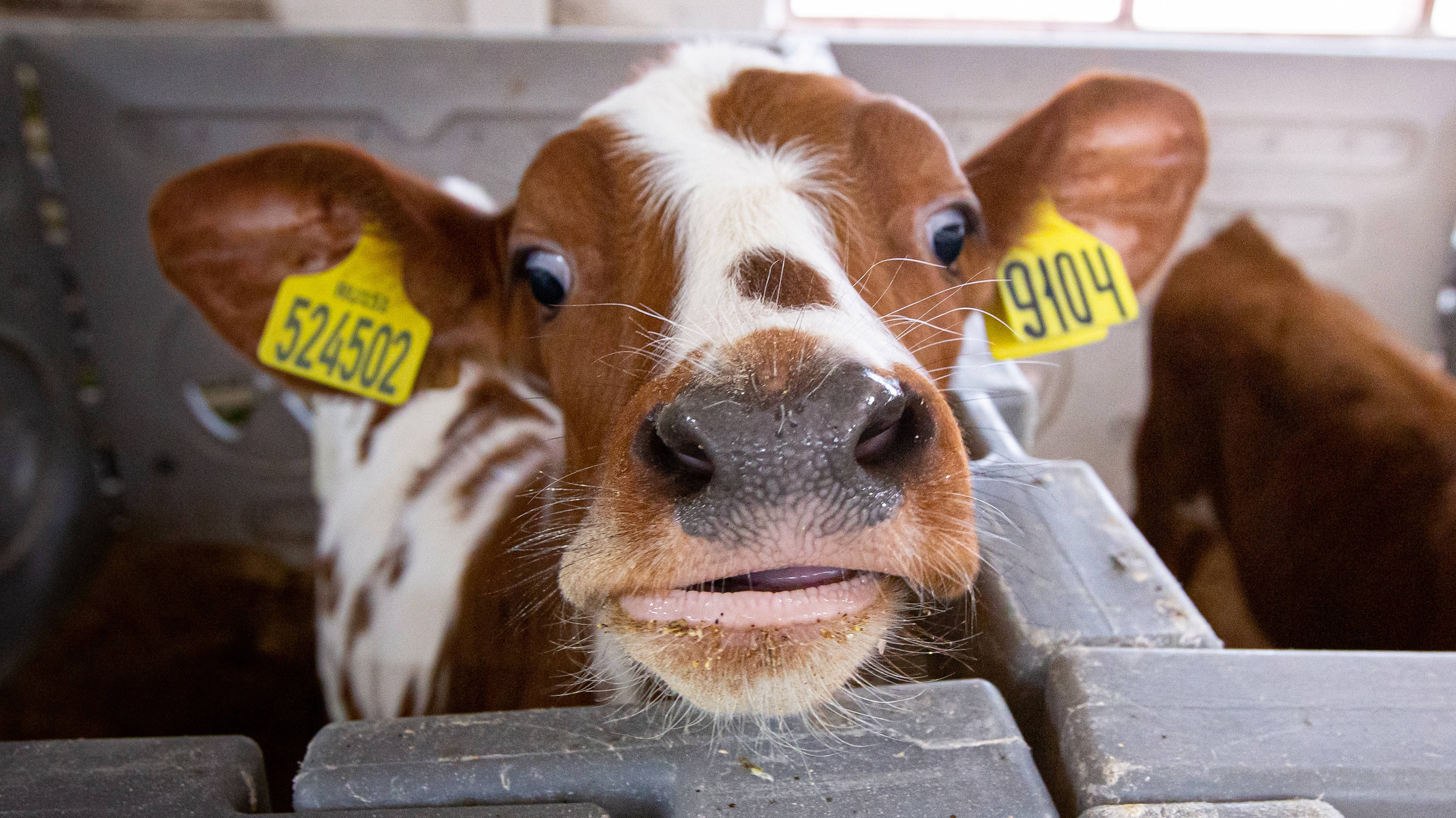 Как устроена работа фермы? Экскурсия по хозяйству, где производится молоко сорта Viola Elite