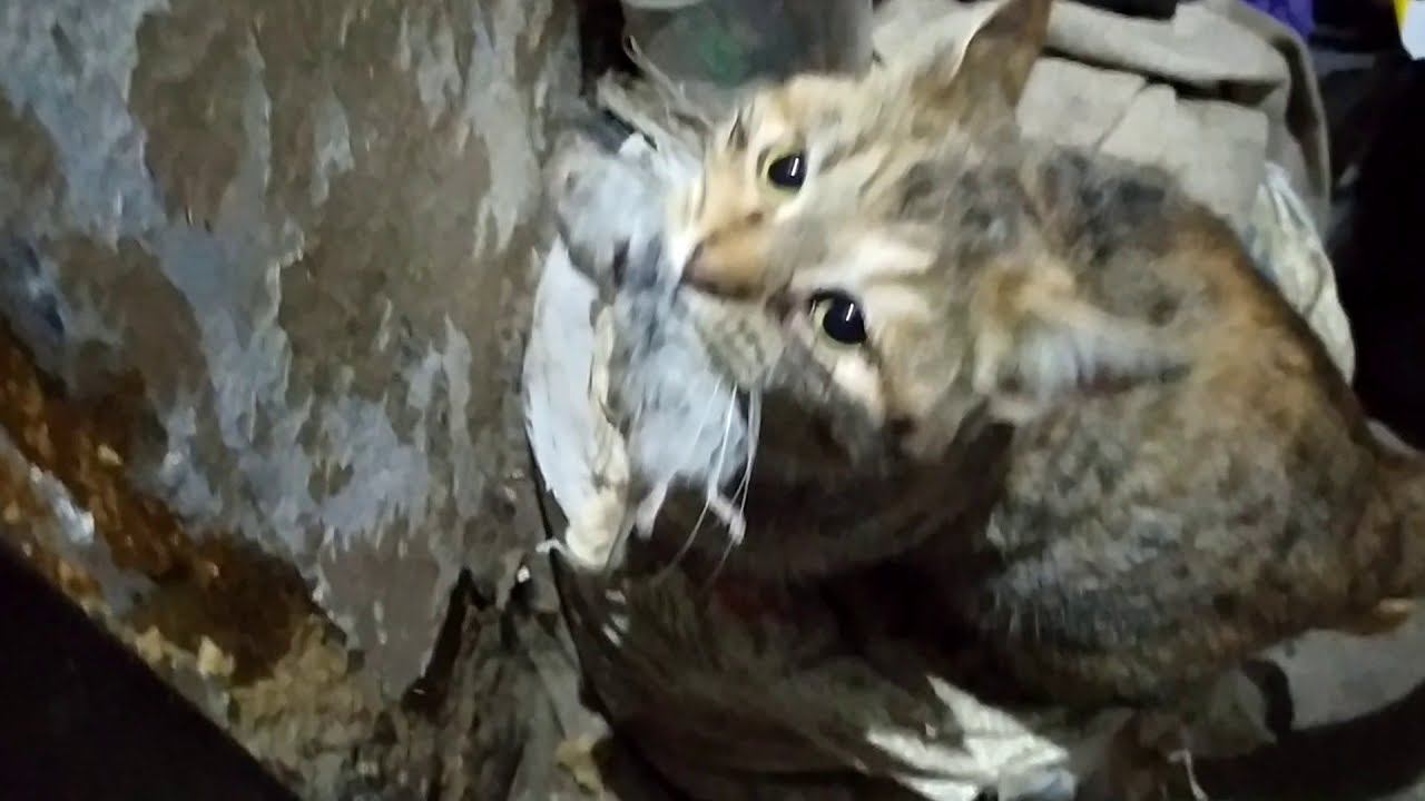 Алиса - ловец мышей