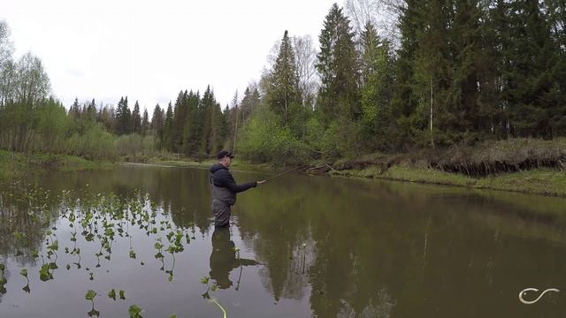 Тенкара, заброс нимфы.