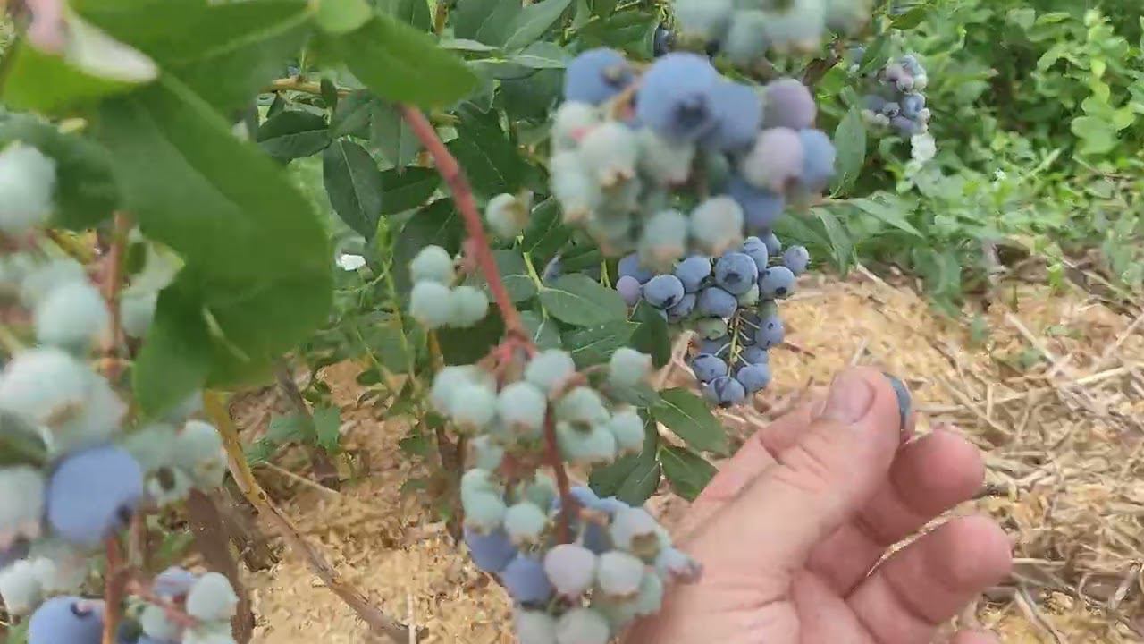 Голубика Блюкроп - надёжный сорт.