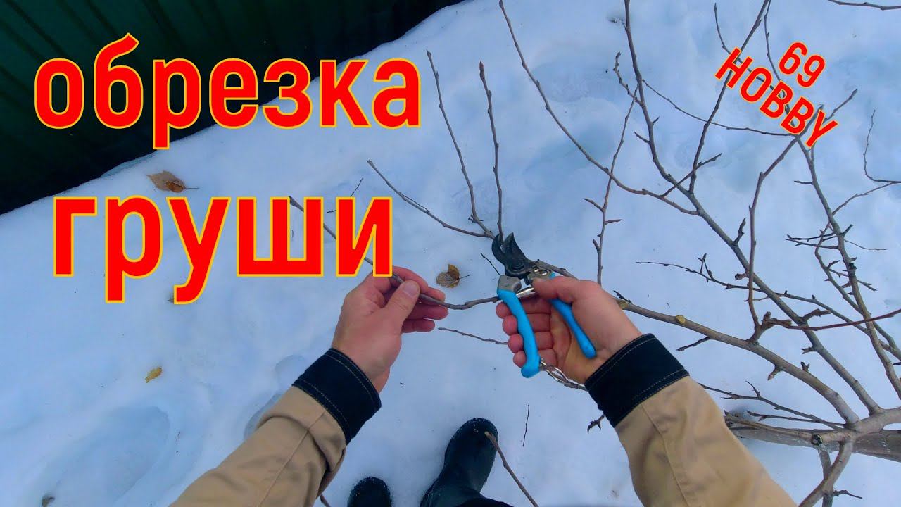 Весенняя формировка груши пятилетки