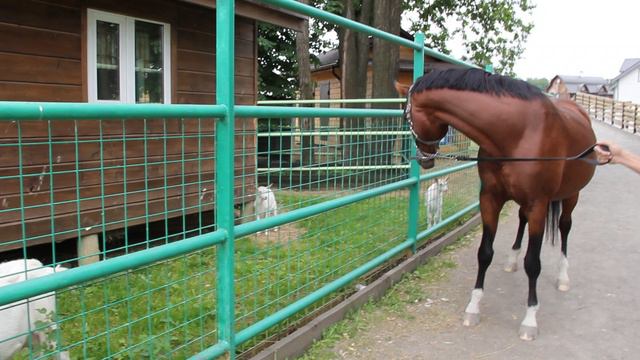 Лошадь в зоопарке