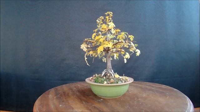 Бонсай инжир Иранский Fícus cáricа  Bonsai figs Iranian осень 2022 год