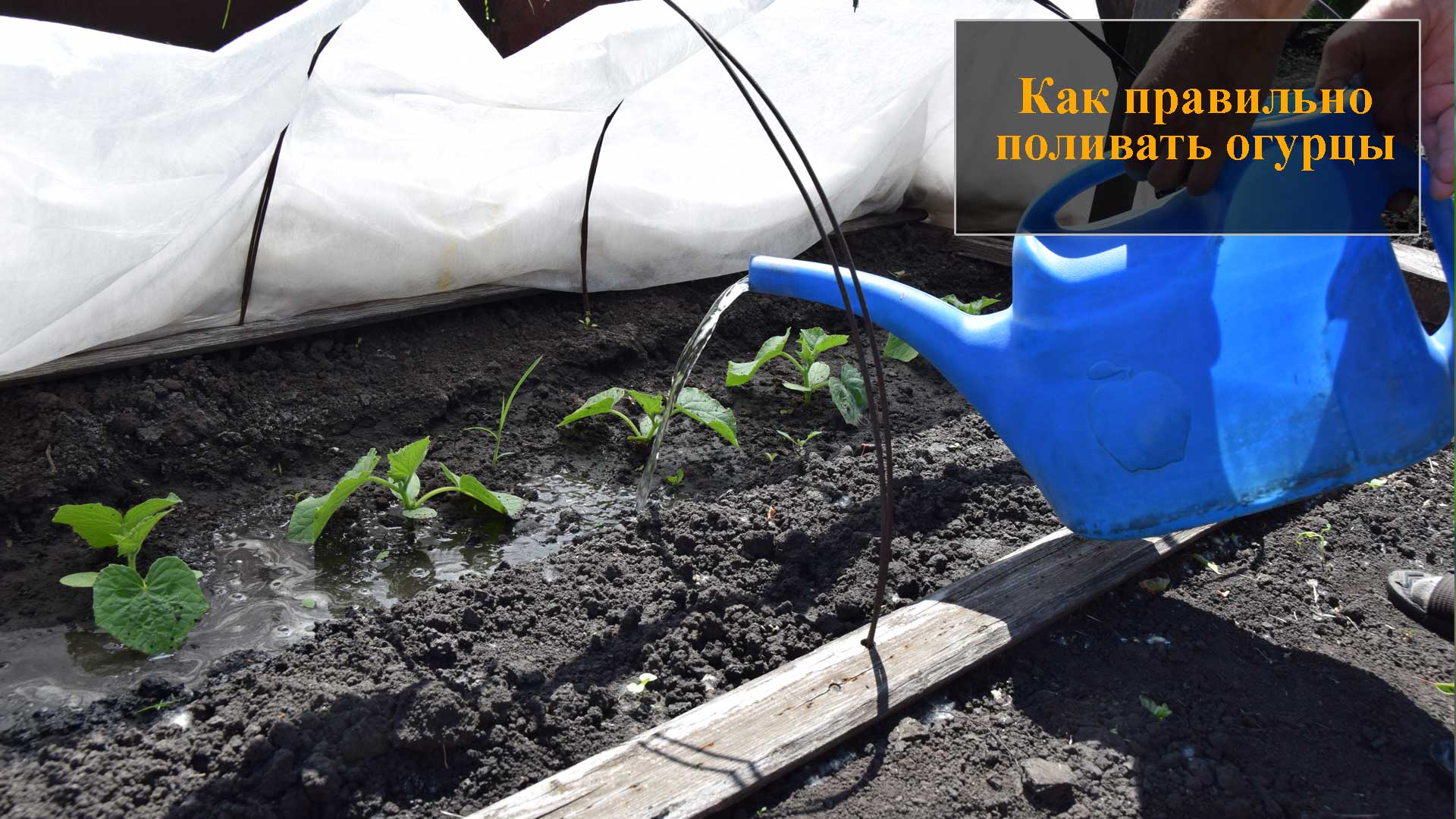 Как поливать огурцы