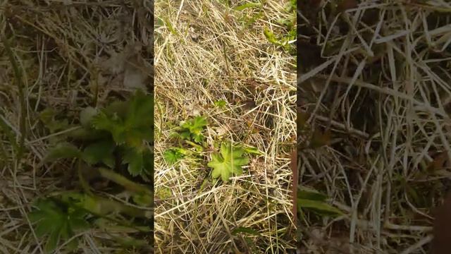 Собираем манжетку. Приворот трава. Съедобные дикоросы