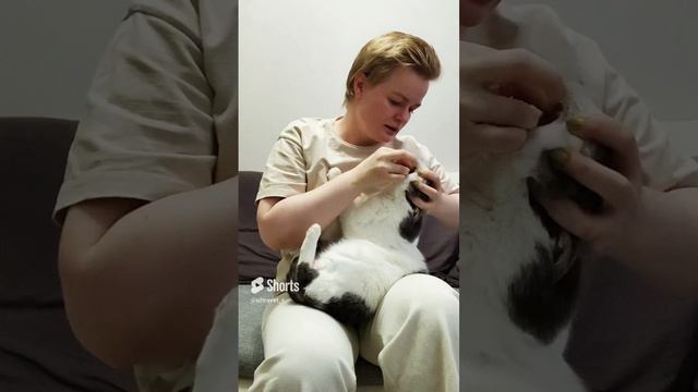 Как дать таблетку коту | Гипертиреоз у кота