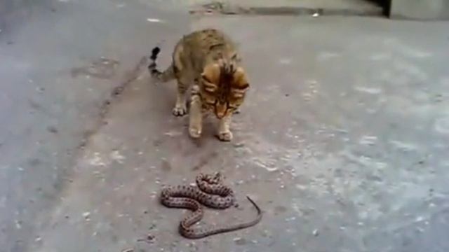 Кот и змея - драка.