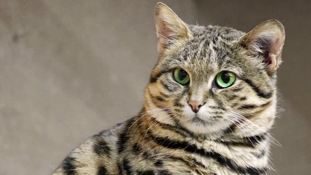 Удивительные соседи. Черноногая кошка