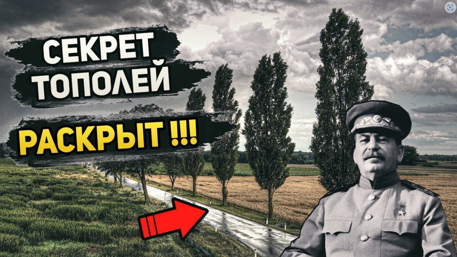 Зачем в СССР везде сажали тополя? Секрет раскрыт!