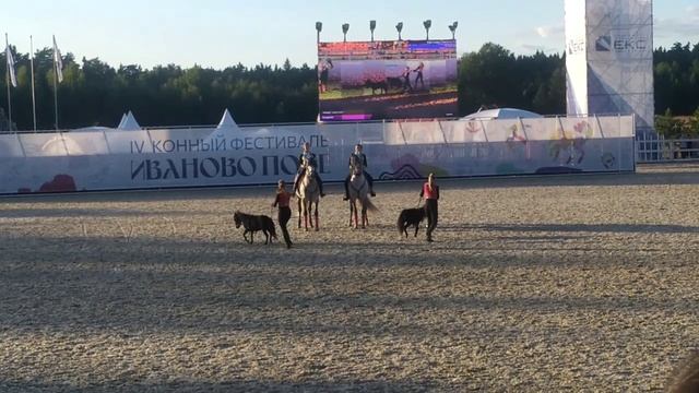 Андалузы и американские миниатюрные лошади