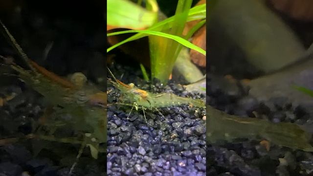 Забавная аквариумная креветка макробрахиум видео