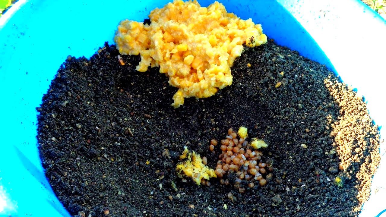 Как варить горох, для Рыбалки на Фидер.