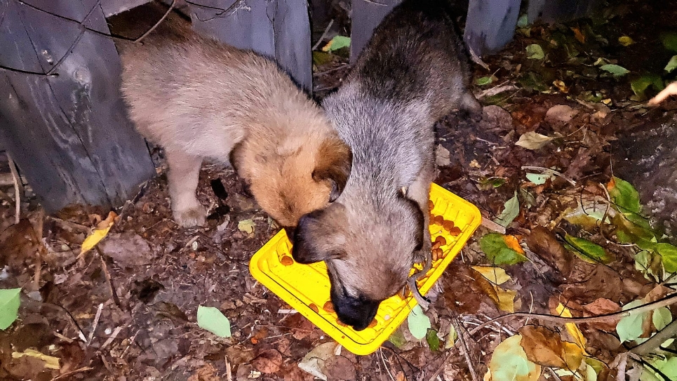 ??Щенки прятались в заброшке куда их выкинули | Ночью начинаем операцию по спасению Saving puppies