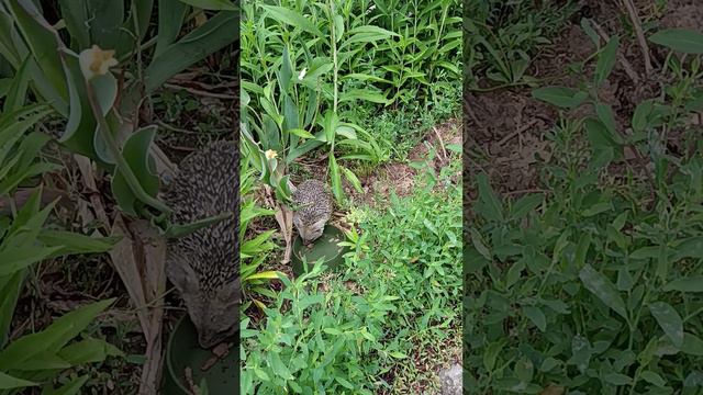 Благодарности от ежа)