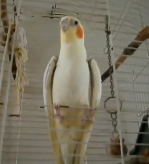 Наш попугай  Лимон чудит!!