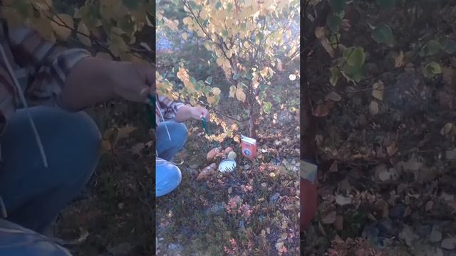 Дары духам леса и богам.