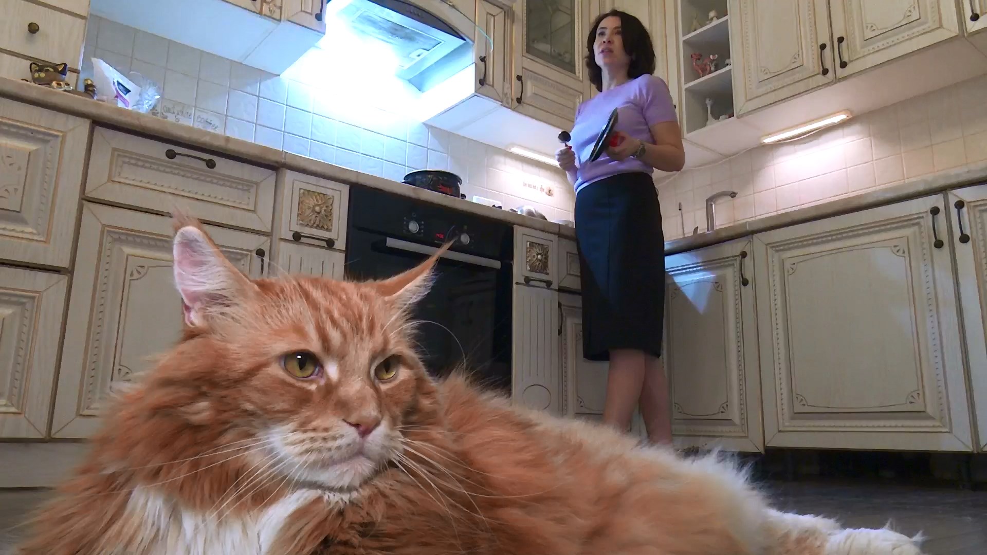 Кошачья логика: порода мейн-кун и вакцины для кошек