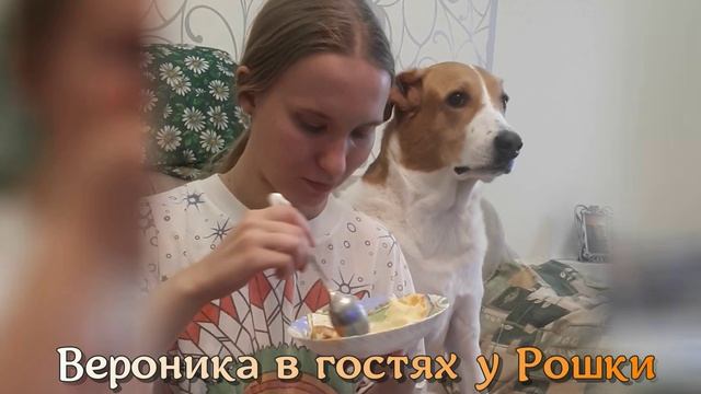 Смешная Рошкина моська