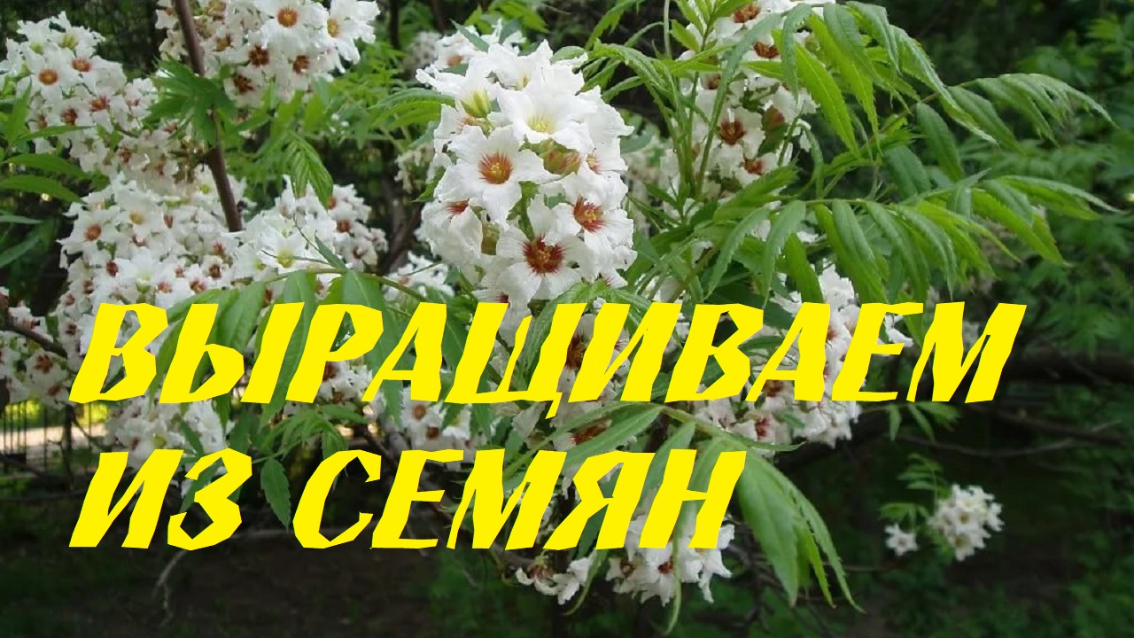 Ксантоцерас рябинолистный. Выращивание из семян