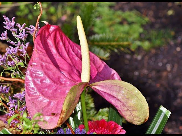 ЦВЕТЫ #АНТУРИУМ   Мужское счастье   # ANTRIUM   Men's happiness