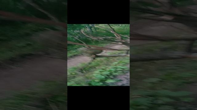 Странная веточка