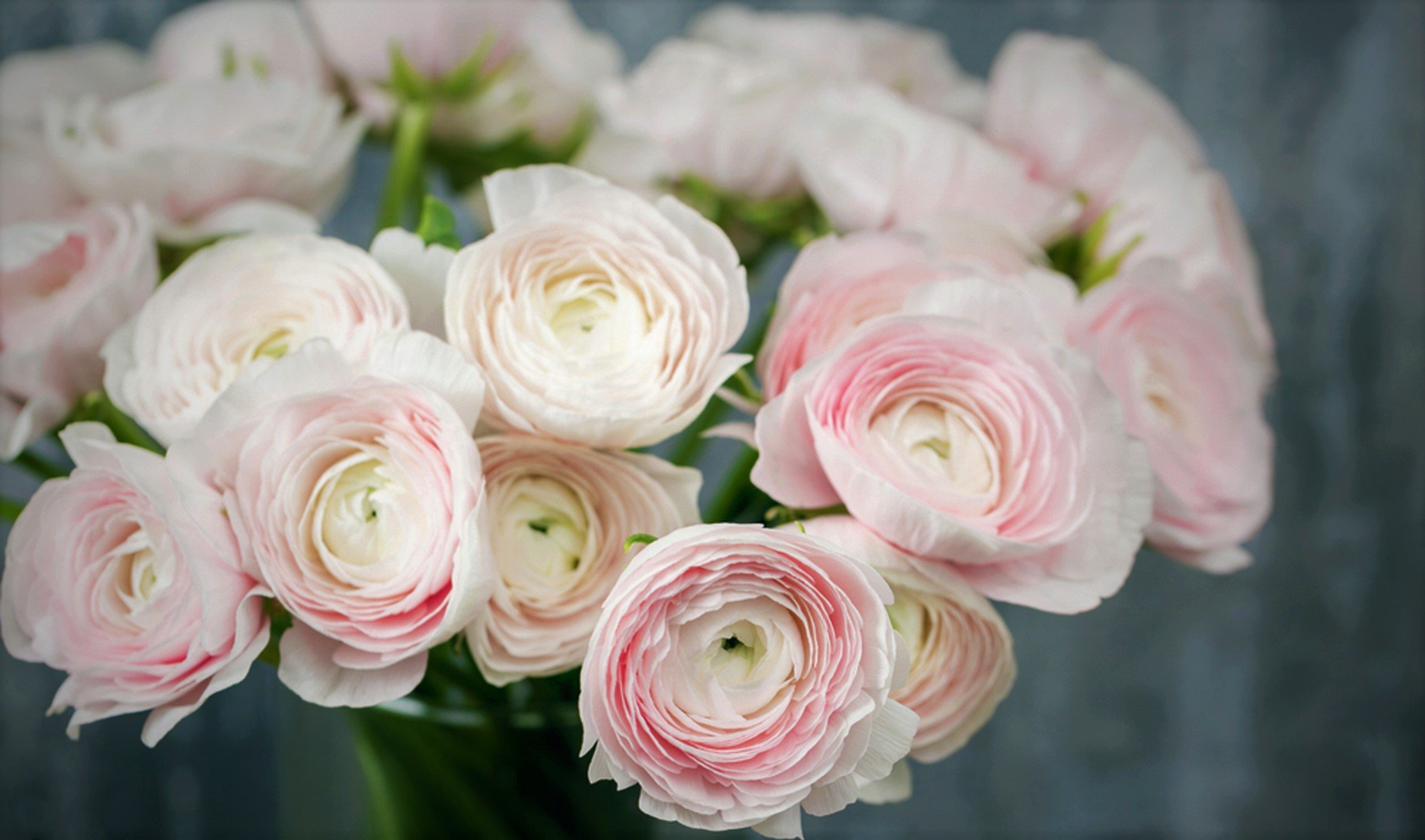 Удивительные и красивые цветы. Магически привлекательный Ранункулюс Ranunculus семейства лютиковые