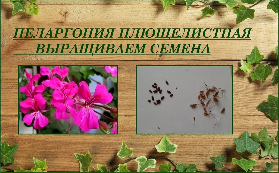 Пеларгония плющелистная выращивание из семян. Как вырастить свои семена