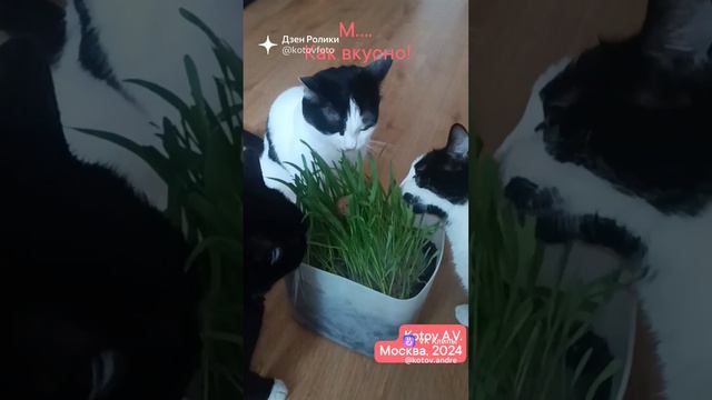 М... Как ВКусно!!! #cat #2024