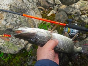 ЛЕГЕНДАРНАЯ ВЕРТУШКА ОТ MEPPS AGLIA 3 НЕ ПОДВЕЛА И НА ЭТОТ РАЗ....