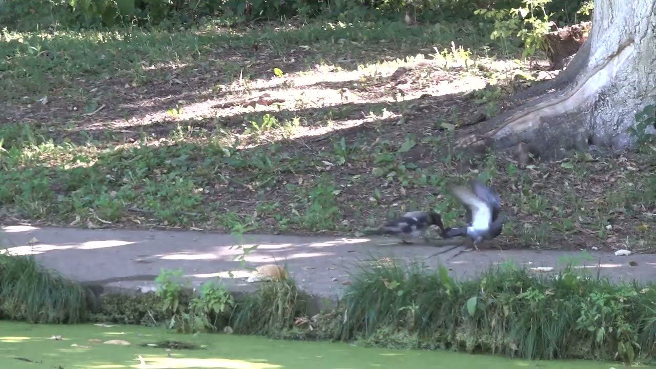 Наглая молодая ворона