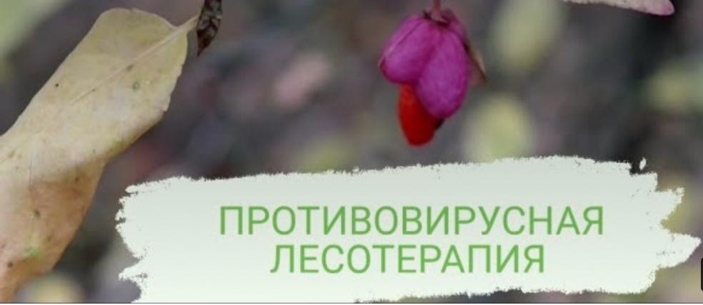 ПРОТИВОВИРУСНАЯ ЛЕСОТЕРАПИЯ
