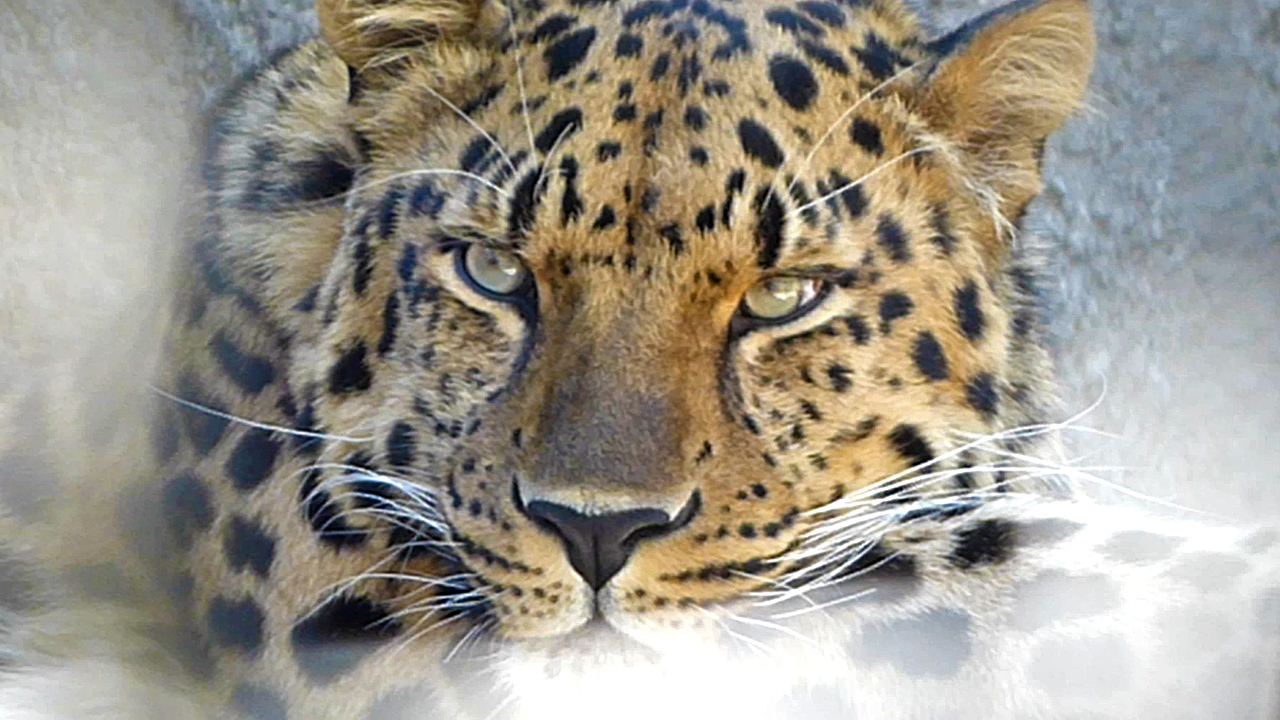 Животные Московского зоопарка