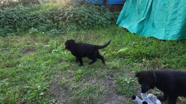 щенкам 8 недель