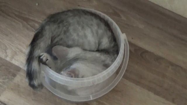 cat in a bucket