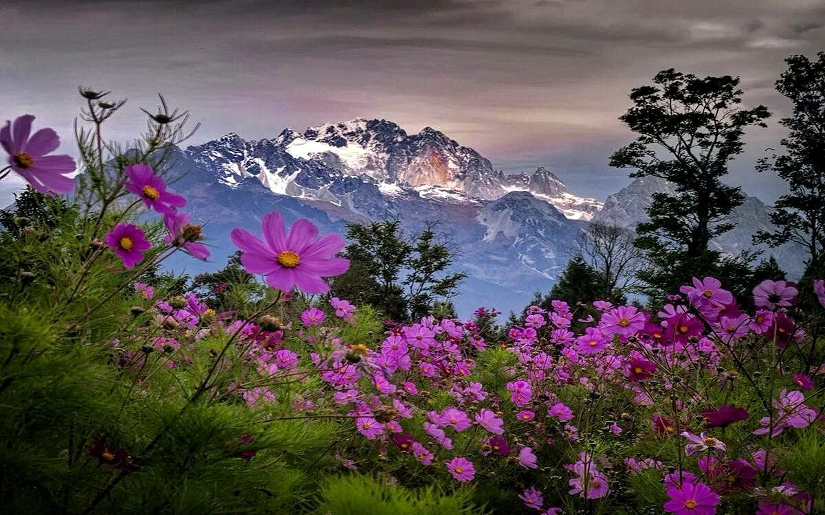 Цветы устремлений