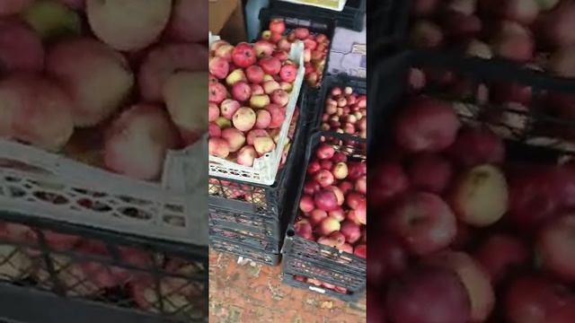 Низкий поклон яблоням