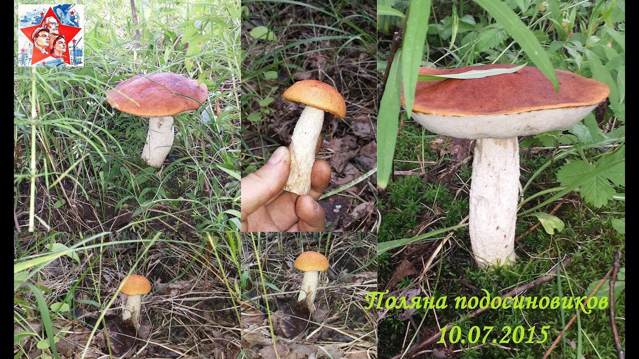 Грибы. Поляна подосиновиков и борьба с червяками. 10.07.2015. Тихая охота. Грибалка. Архив.