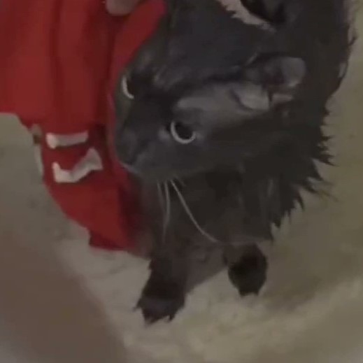 Домашний кот