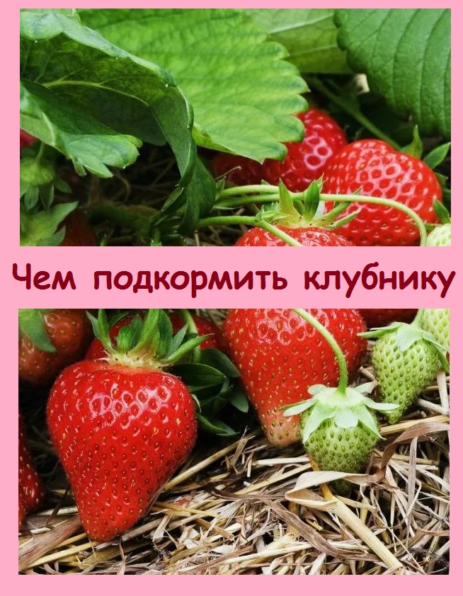 Как и КАКИМ УДОБРЕНИЕМ я подкармливаю клубнику в апреле
#сад #дача #огород #garden