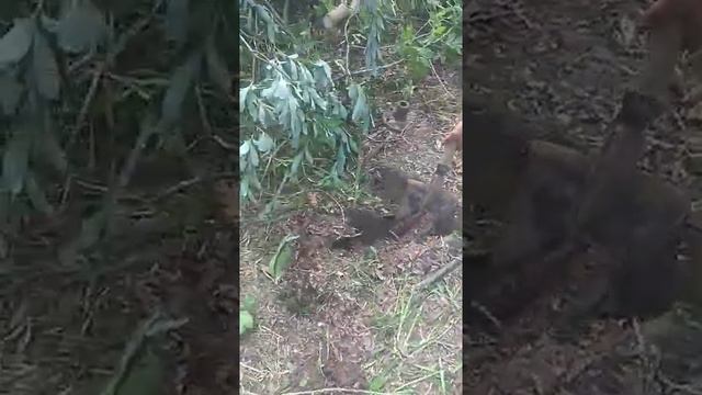 выпуск #3 строительства пруда