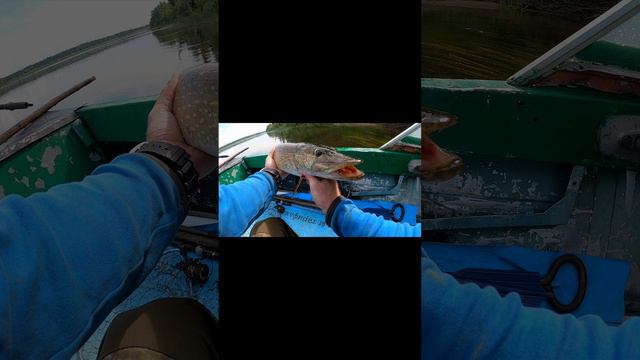 поймал мини крокодила