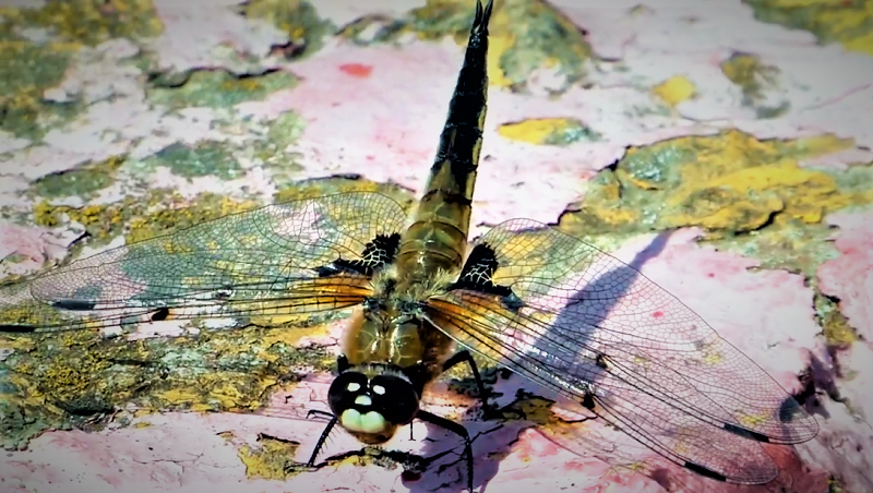 Стрекоза с забавным смайликом вместо лица и губами инстаграмщицы присела у пруда! Дыхание стрекозы.