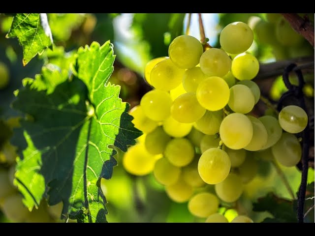 Вино из Белого винограда - 2 часть (720p).mp4