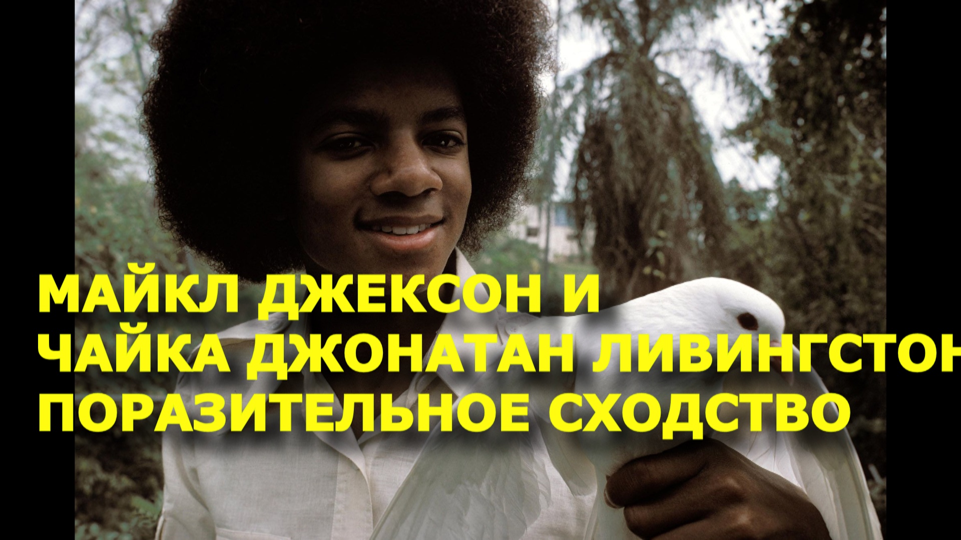 М. Джексон.  Любимые книги. Чайка по имени Джонатан Ливингстон Аудиокнига.