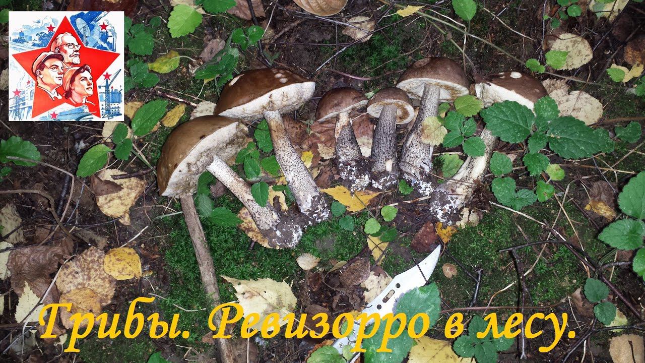Грибы. Ревизорро в лесу. 13.09.2015. Тихая охота. Грибалка. Архив.