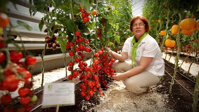 Помидоры Дачное лакомство